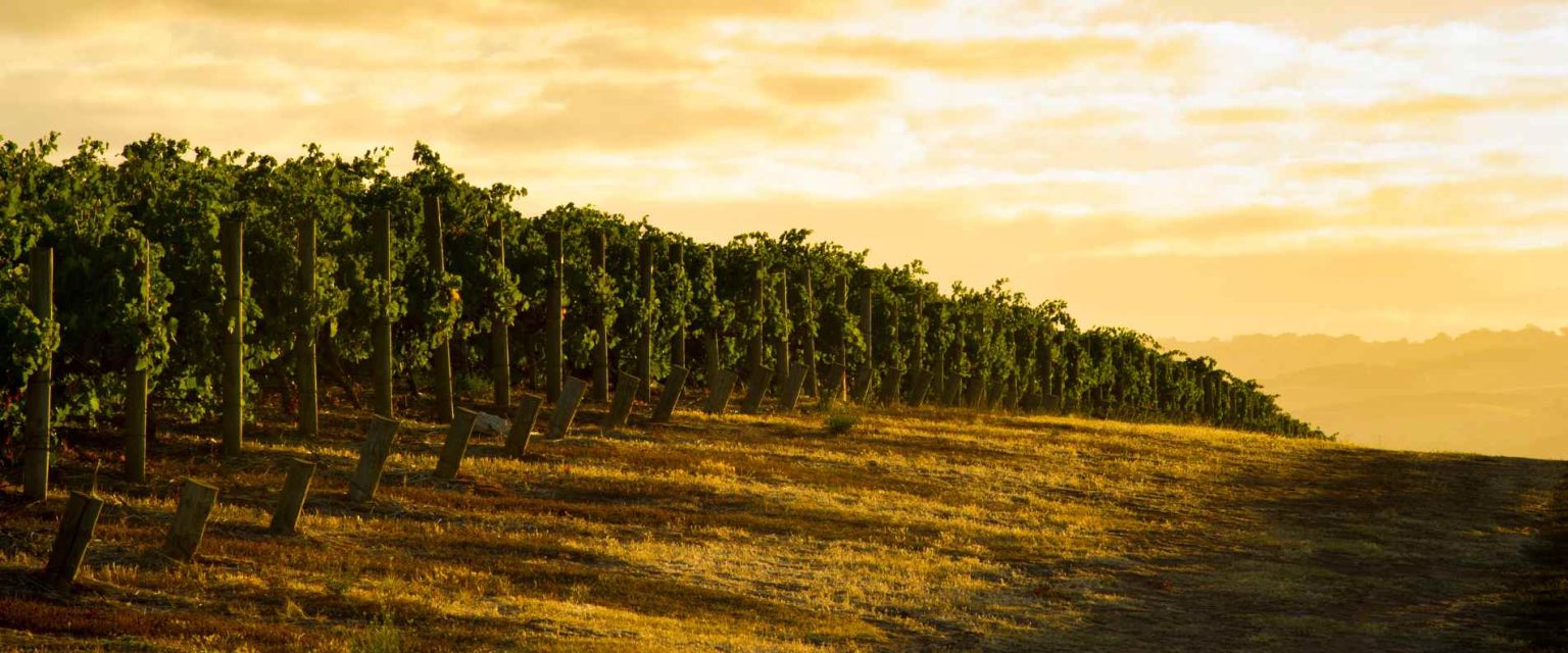 Barossa Valley Wine Tours from $119 | Barossa Valley Day Trips from ...