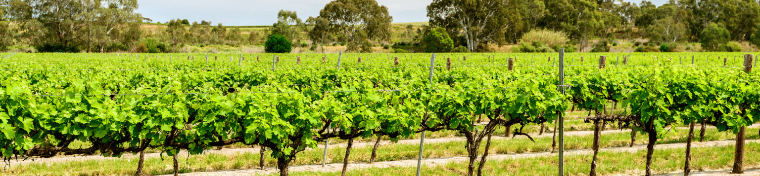 Barossa Valley Wine Tours from $119 | Barossa Valley Day Trips from ...