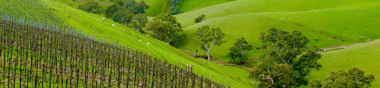 Lunch in Barossa Valley